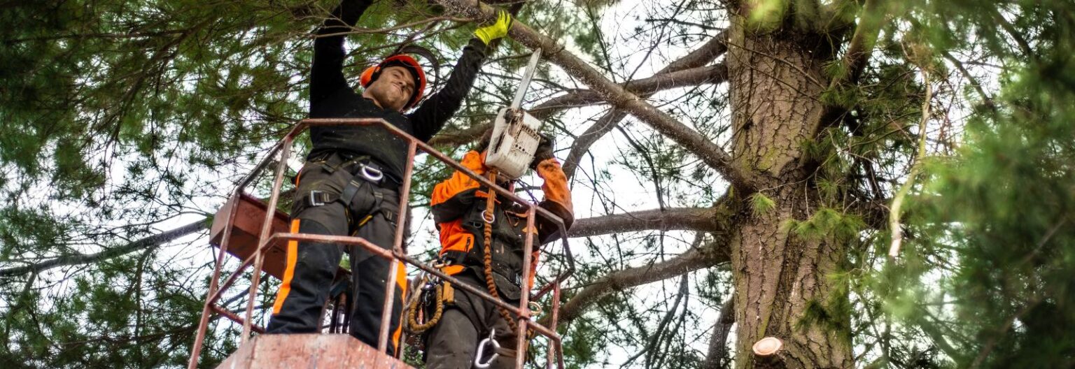 Canopy Thinning: The Benefits for Your Trees UK | Swift Tree Surgeon ...